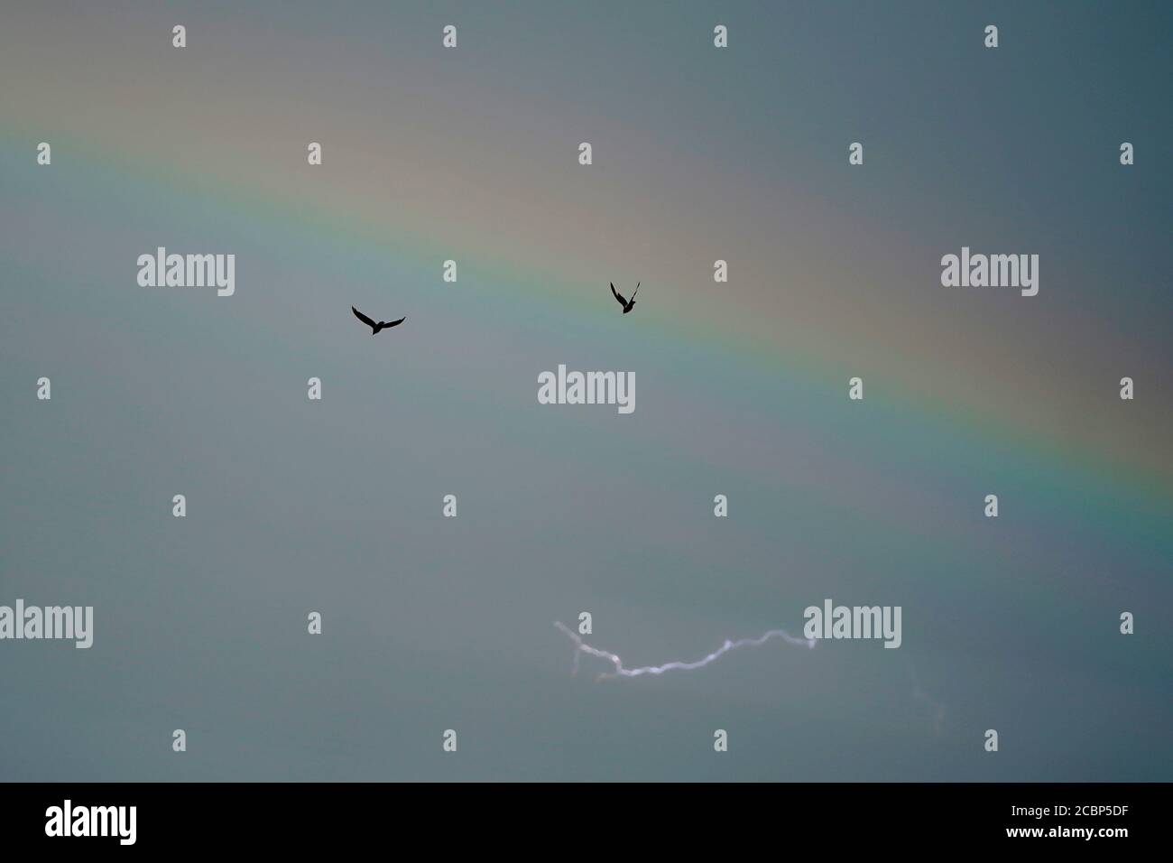 Birds fly past a rainbow and a lightning appearing in Tokyo, Japan ...