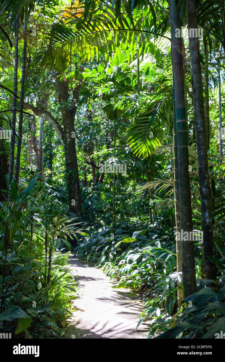 A pathway in the tropical jungle in Cairns, Australia Stock Photo - Alamy