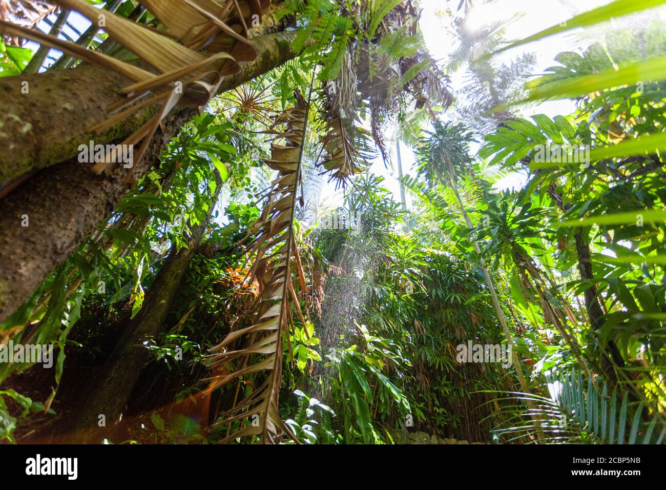 Green trees in the tropical forest. Tree ferns in the tropical jungle ...