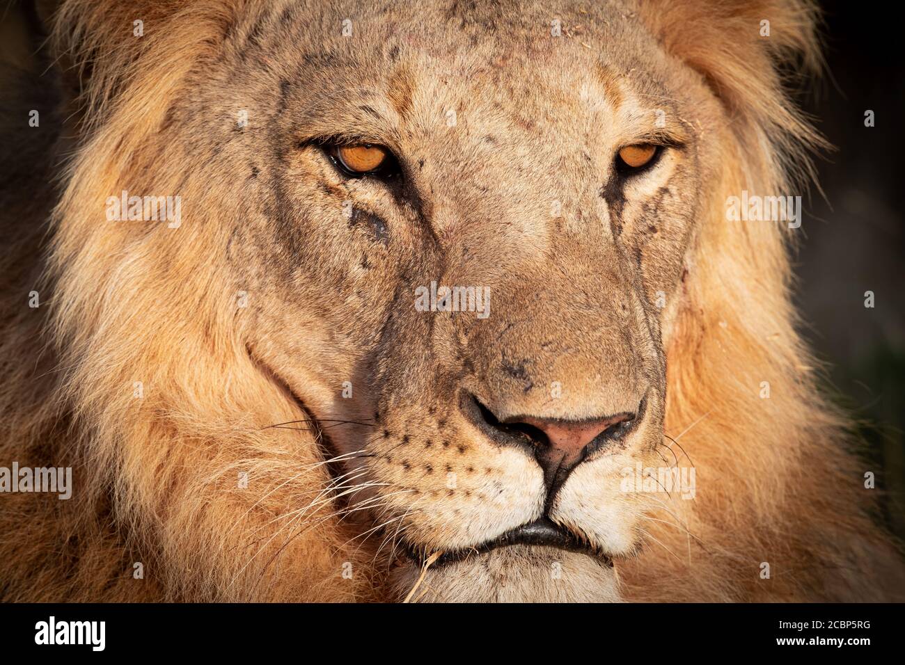 Alpha male lion hi-res stock photography and images - Alamy