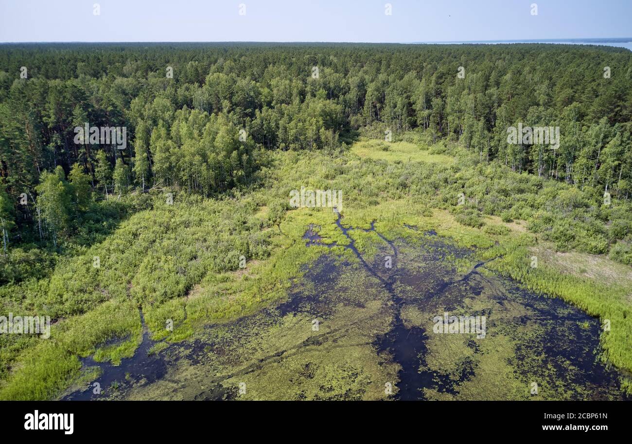 Aerial photo of forest bog in the Karakansky pine forest near the shore ...
