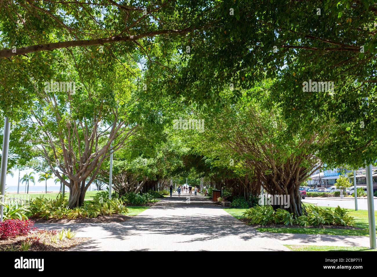 A large sidewalk covered with green trees near the tropical beach Stock ...