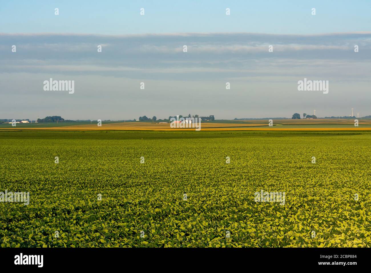 Usa illinois soybean field hi-res stock photography and images - Alamy