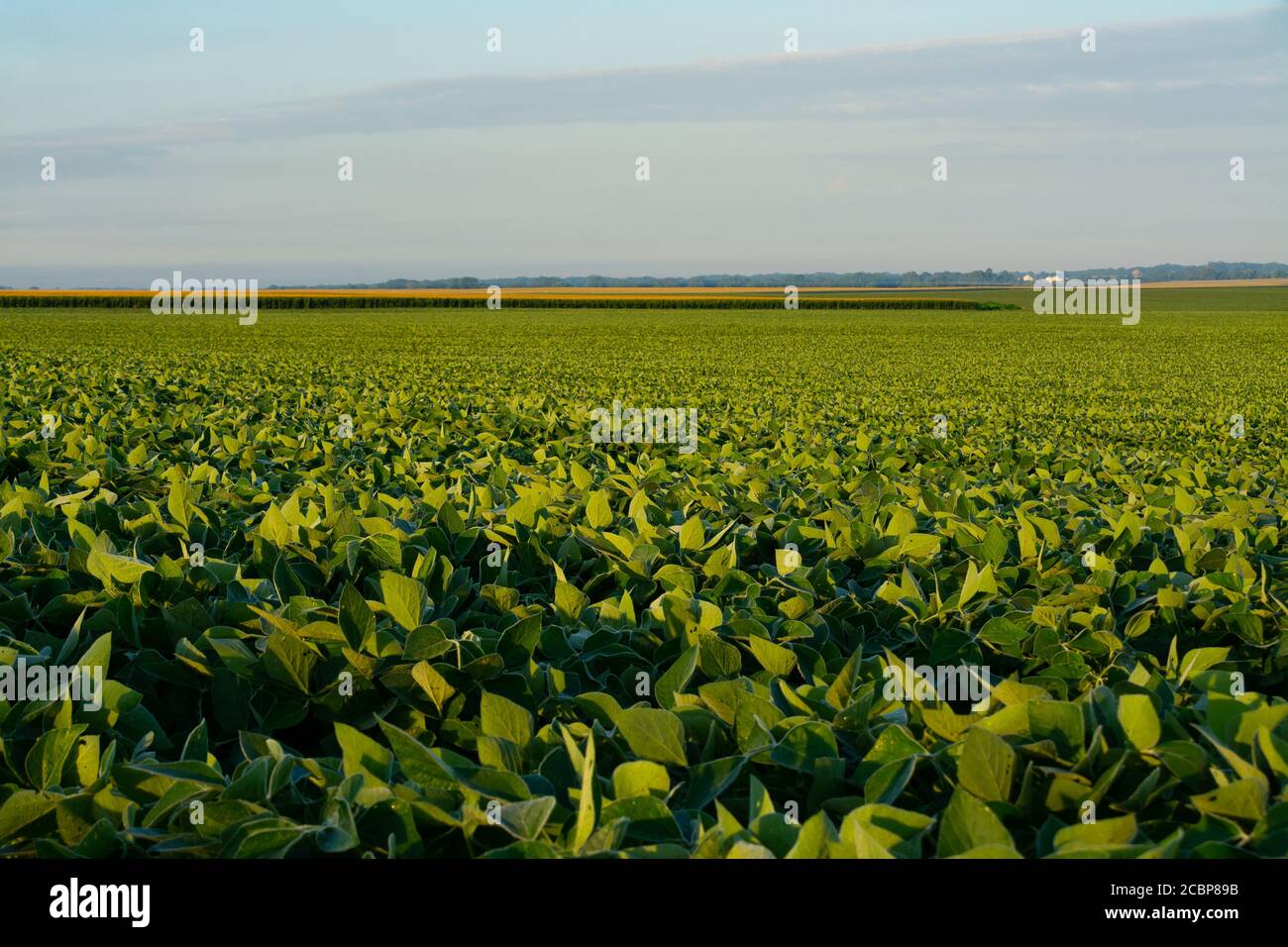 Soybean farm illinois hi-res stock photography and images - Alamy
