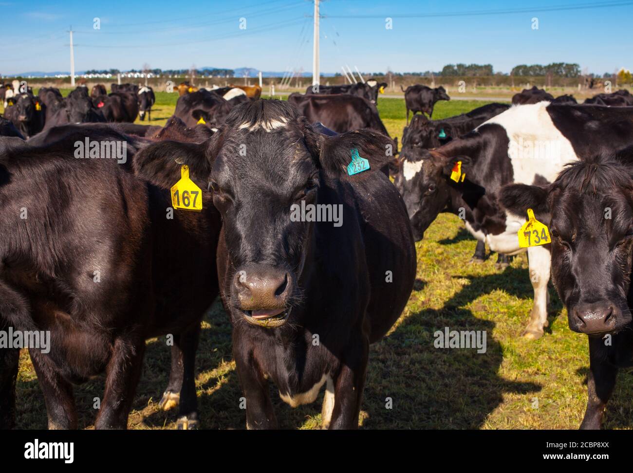 New Zealand Countryside Scenes: Herds of Dairy Cows Stock Photo - Alamy