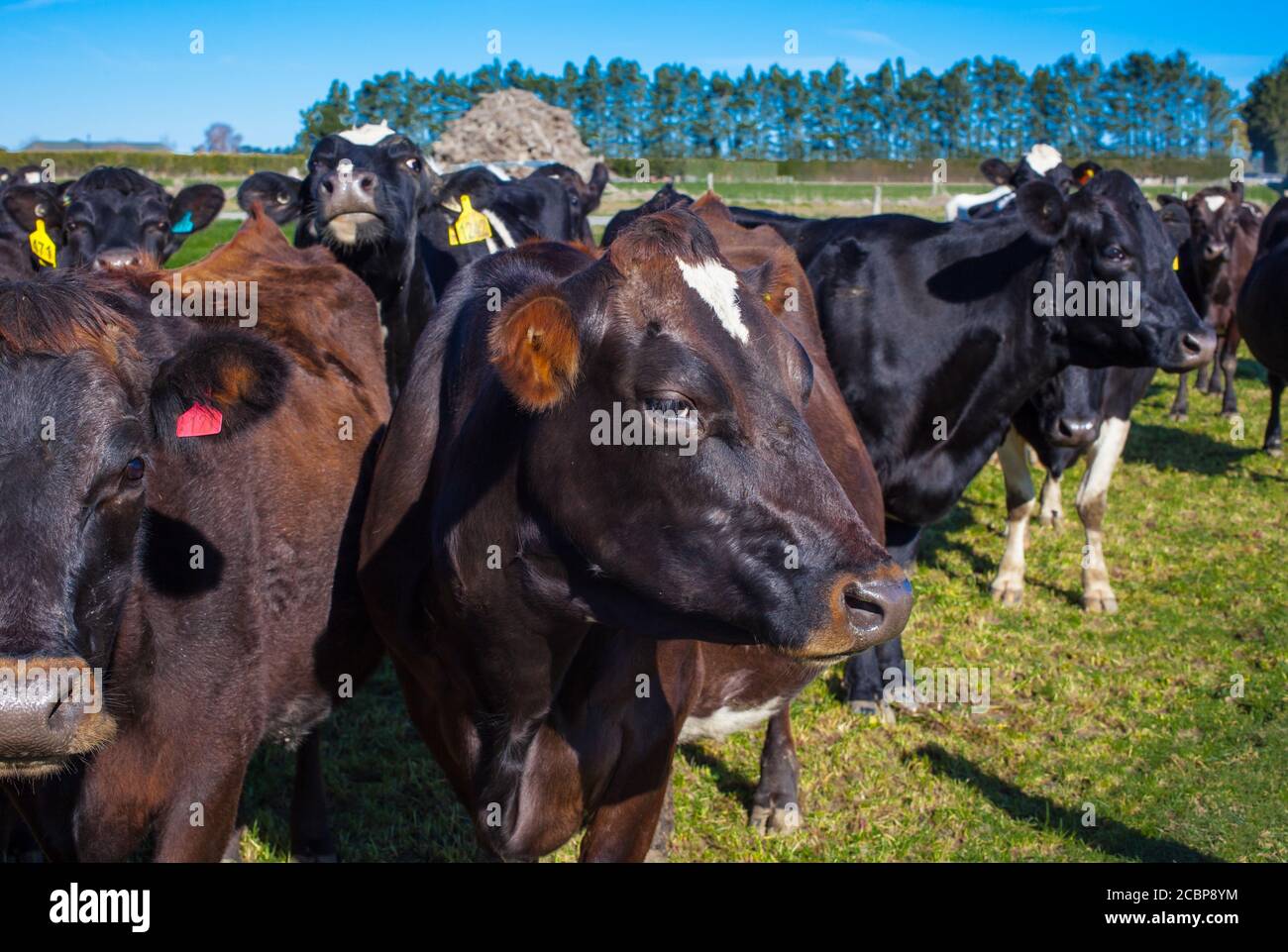 Milking dairy cows, new zealand hi-res stock photography and images - Alamy
