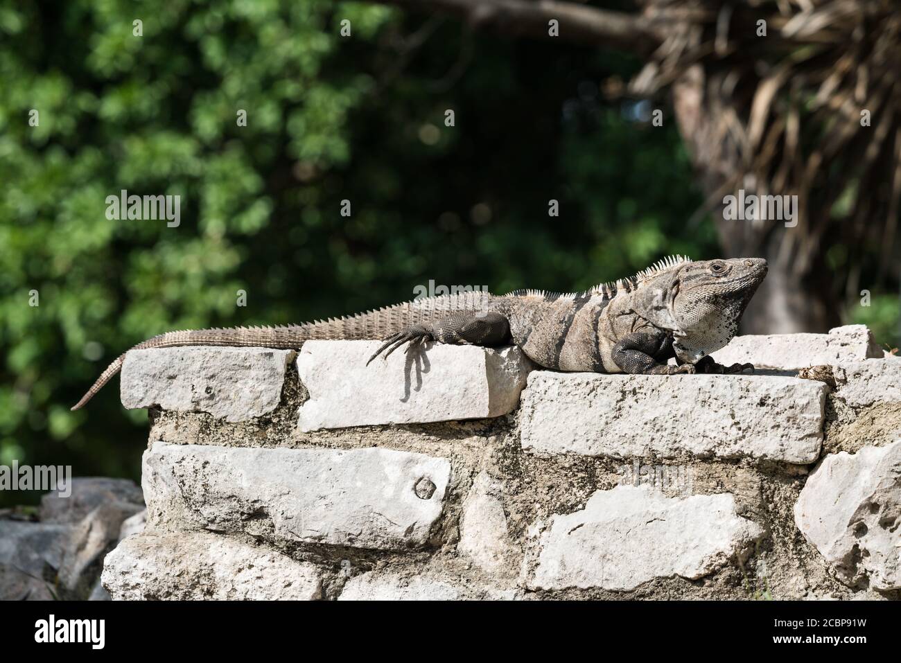 A Spiny-tailed Iguana or Black Iguana, Ctenosaura similis, basking in ...