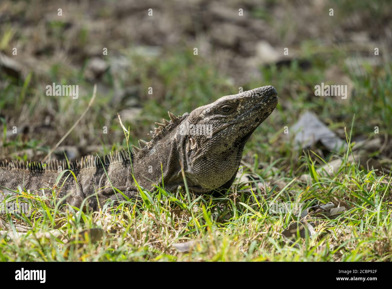 A Spiny-tailed Iguana or Black Iguana, Ctenosaura similis, basking in ...