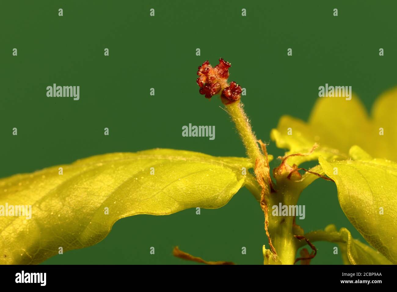 English oak (Quercus robur), female flower, wild, North Rhine ...