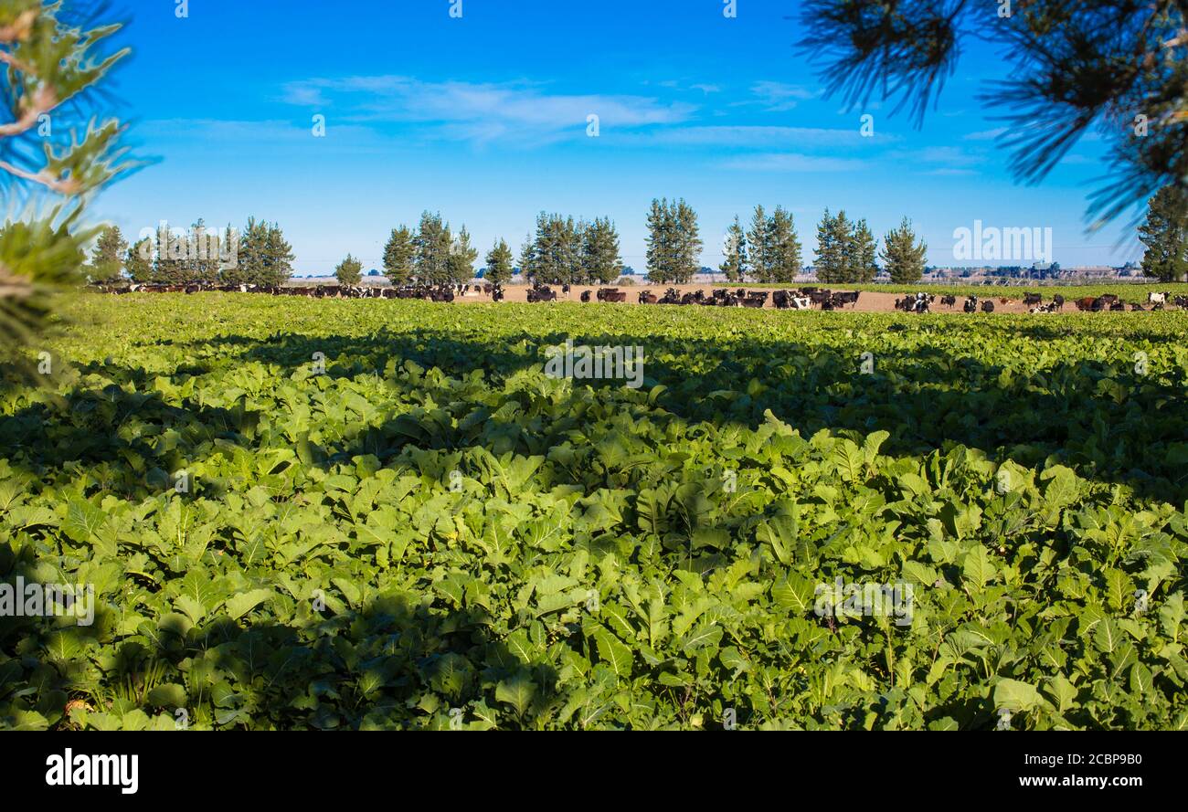 Strip feeding hi-res stock photography and images - Alamy