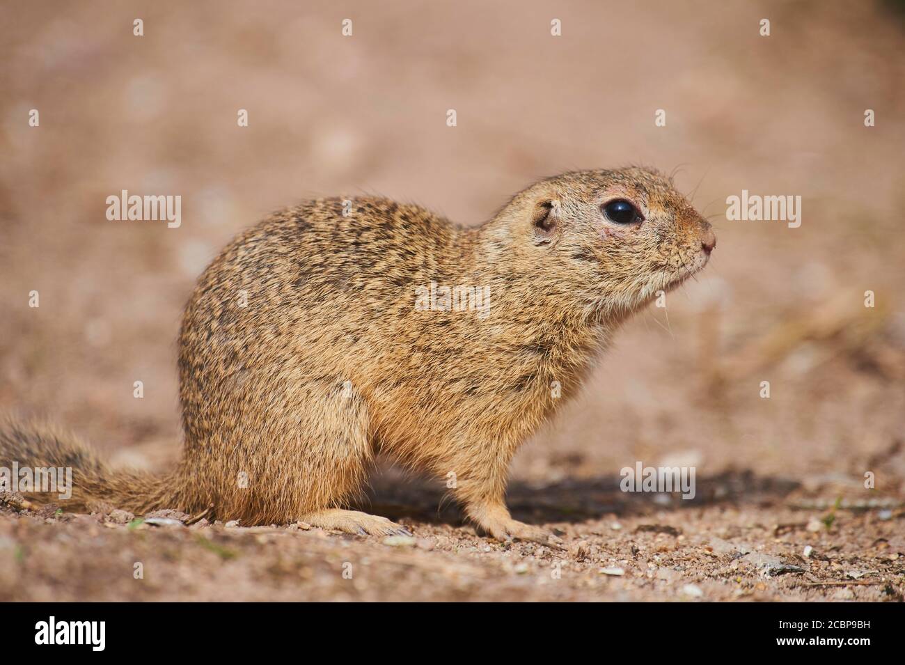 European Suslik (Spermophilus citellus), captive, Bavaria, Germany ...