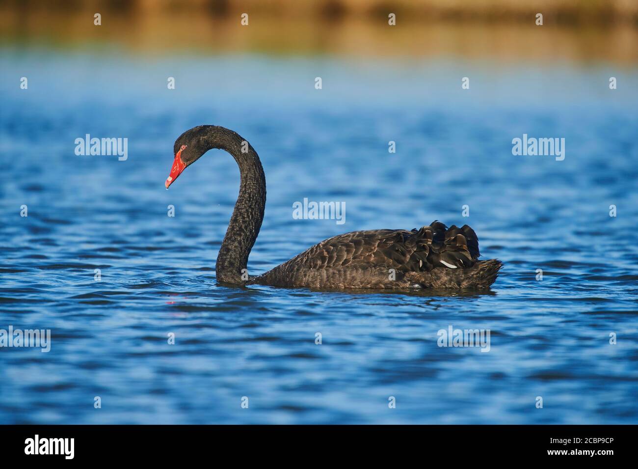 Black swan (Cygnus atratus) floats in water, Bavaria, Germany Stock ...