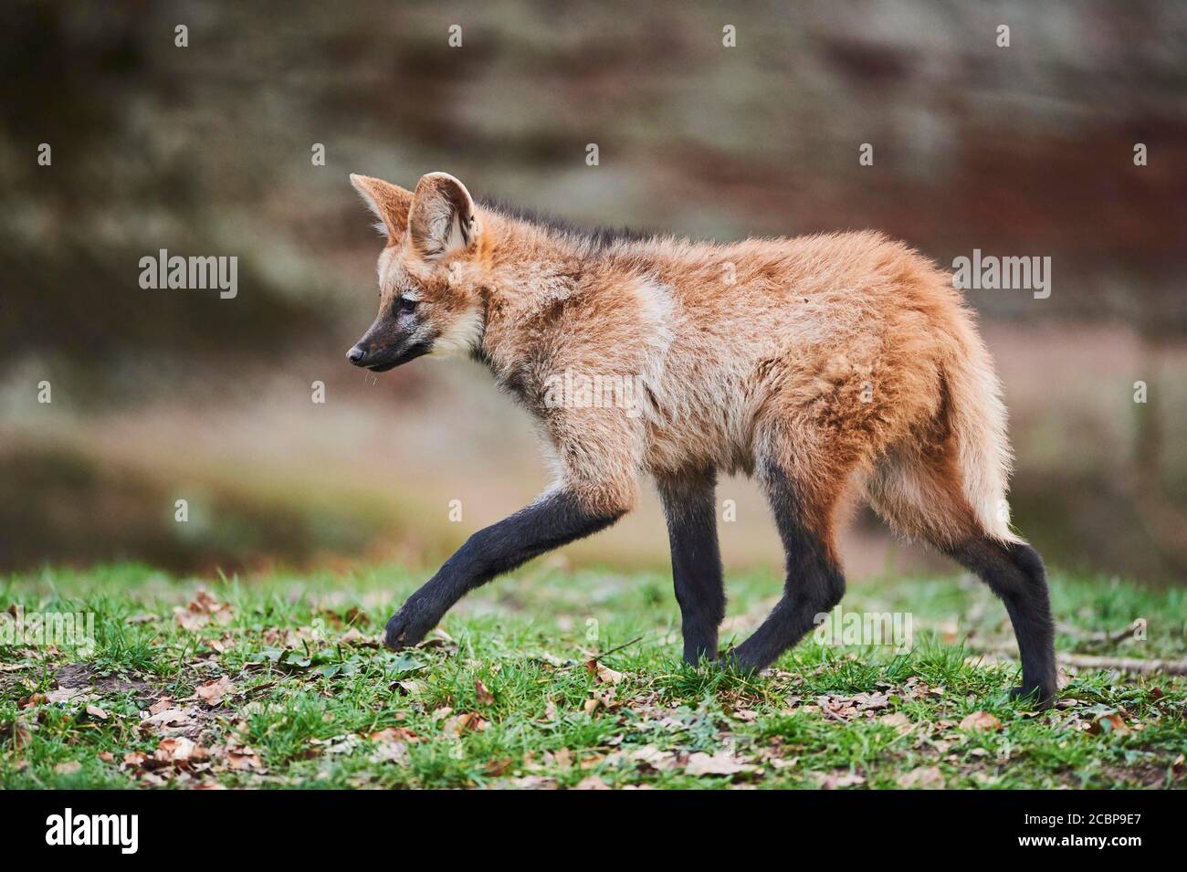 Maned Wolf, young animal, running, captive, Bavaria, Germany Stock ...