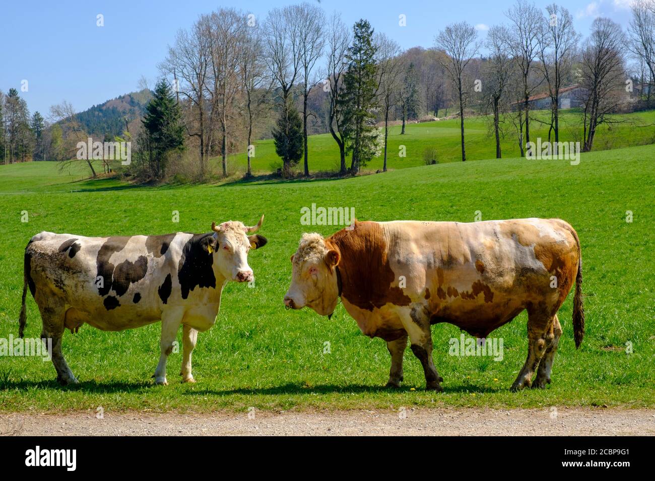 Upper bavarian spotted cattle hi-res stock photography and images - Alamy