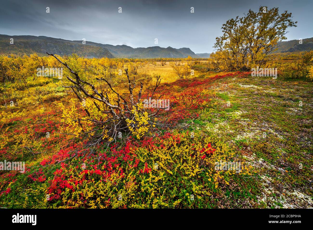 Autumnally discolored vegetation, Ruska Aika, Indian Summer, Indian ...