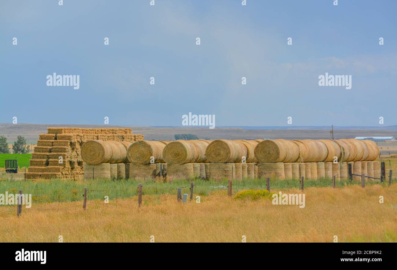 Bulk hay stacked and ready for the farmers to feed their livestock in ...