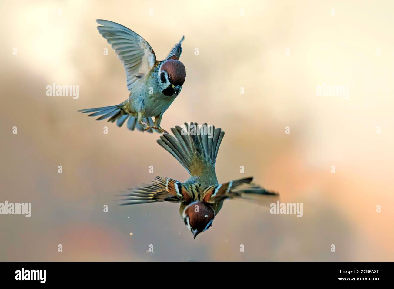 Eurasian tree sparrow (Passer montanus) fighting in the air, Middle ...