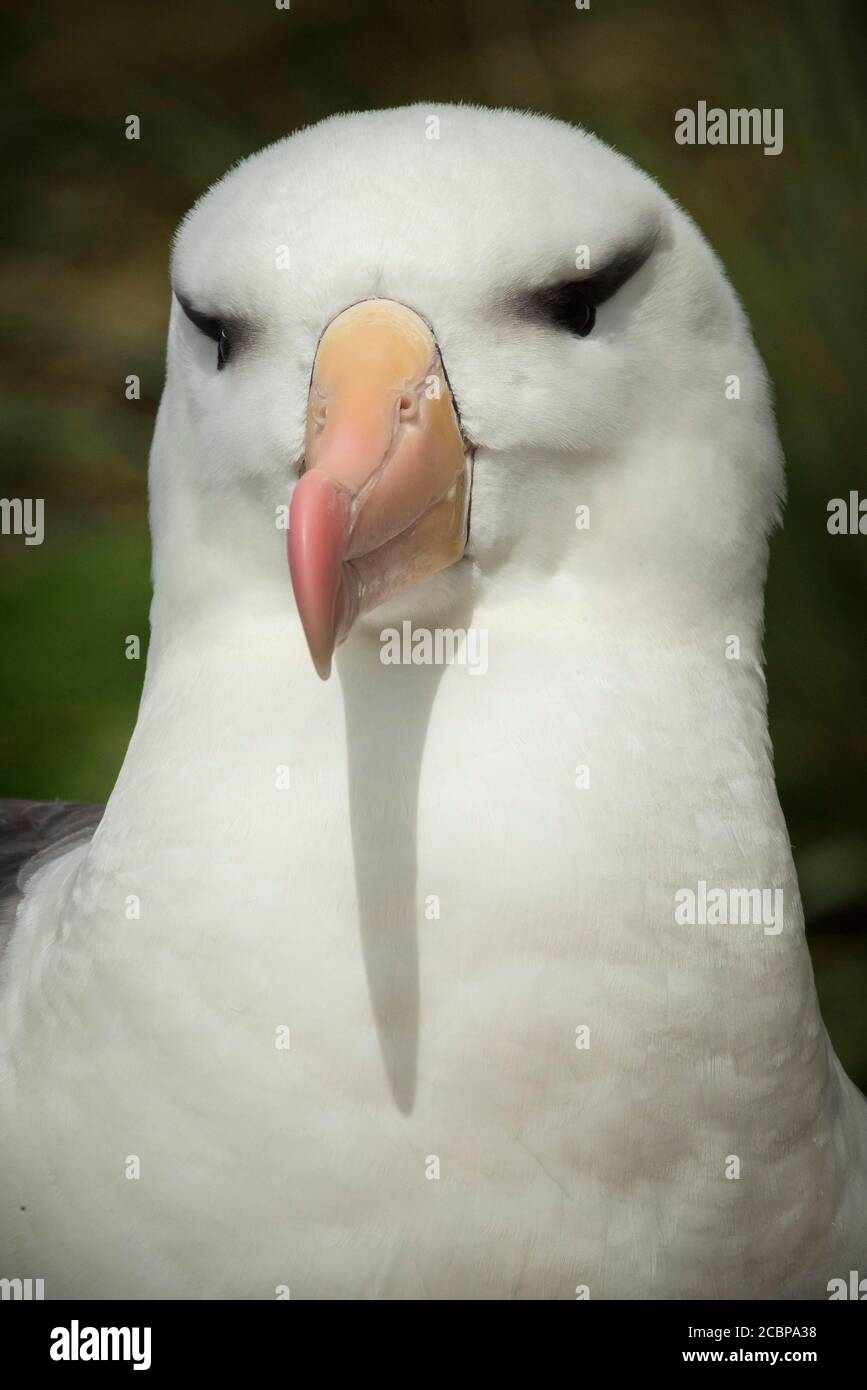 Black-browed Albatross (Thalassarche melanophris), portrait, Saunders ...