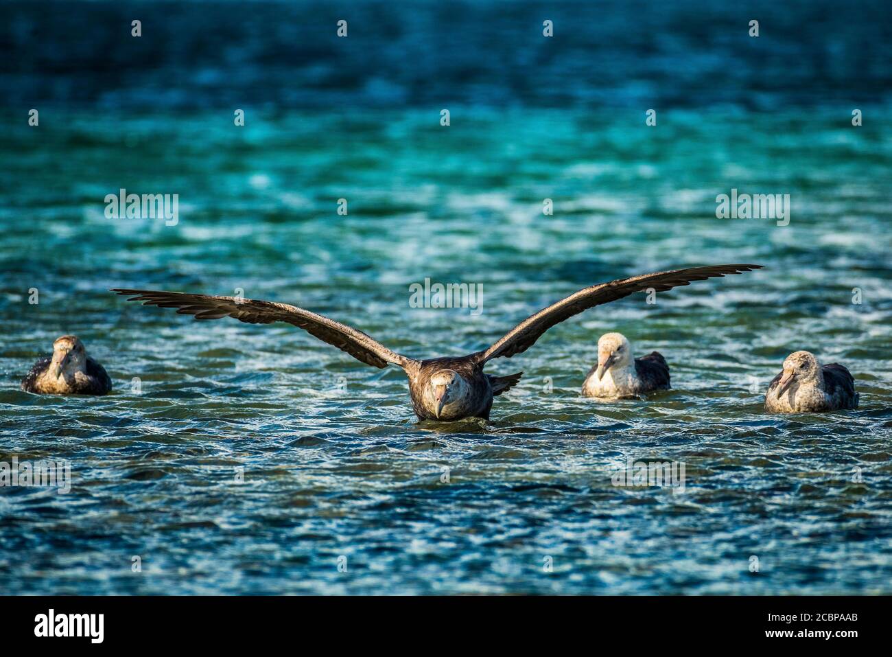 Southern giant petrel macronectes giganteus lands on water hi-res stock ...