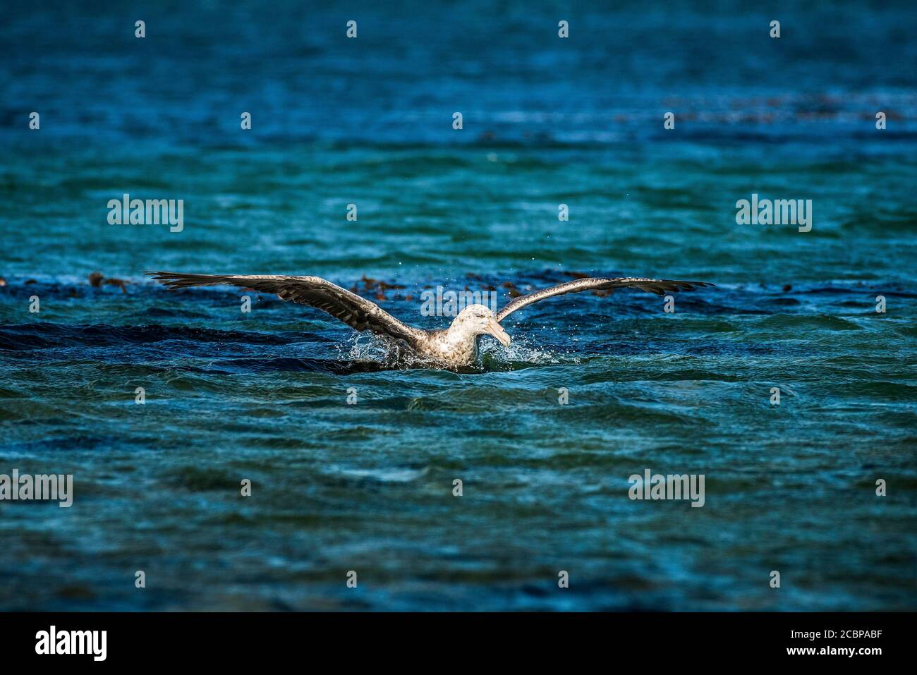 Southern giant petrel macronectes giganteus lands on water hi-res stock ...
