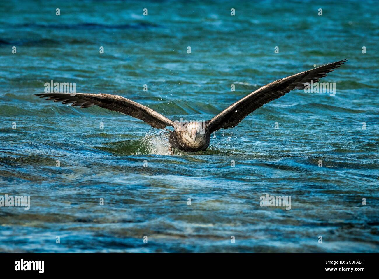 Southern giant petrel macronectes giganteus lands on water hi-res stock ...