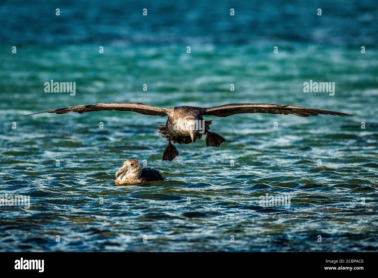 Southern giant petrel macronectes giganteus lands on water hi-res stock ...
