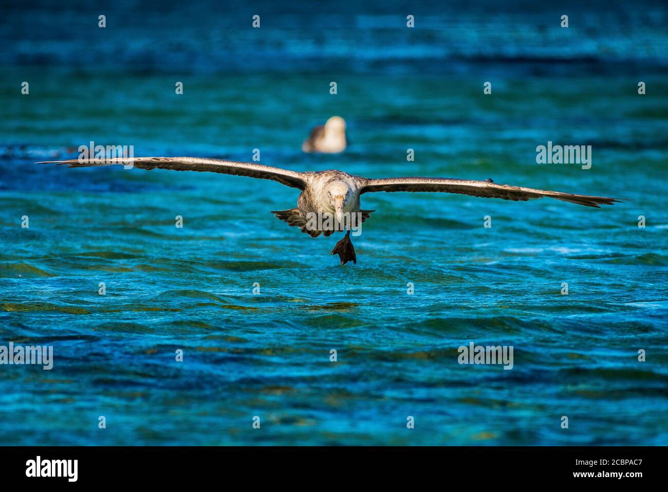 Southern giant petrel macronectes giganteus lands on water hi-res stock ...