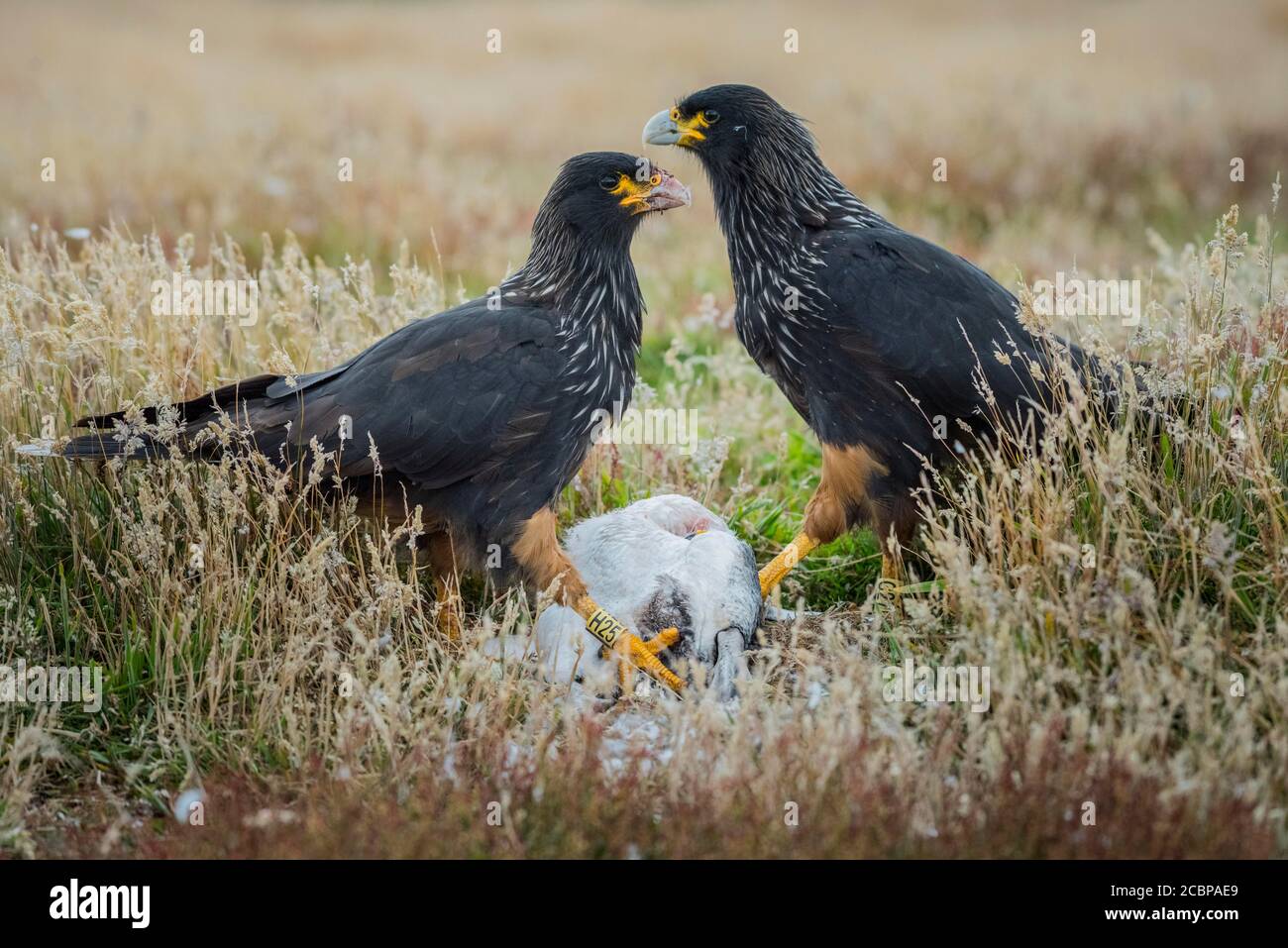 Striated Caracaras (Phalcoboenus australis), also called Johnny Rook ...