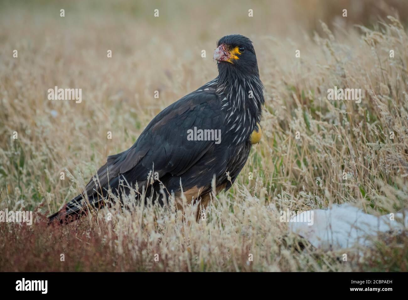 Striated Caracara (Phalcoboenus australis), also called Johnny Rook, on ...