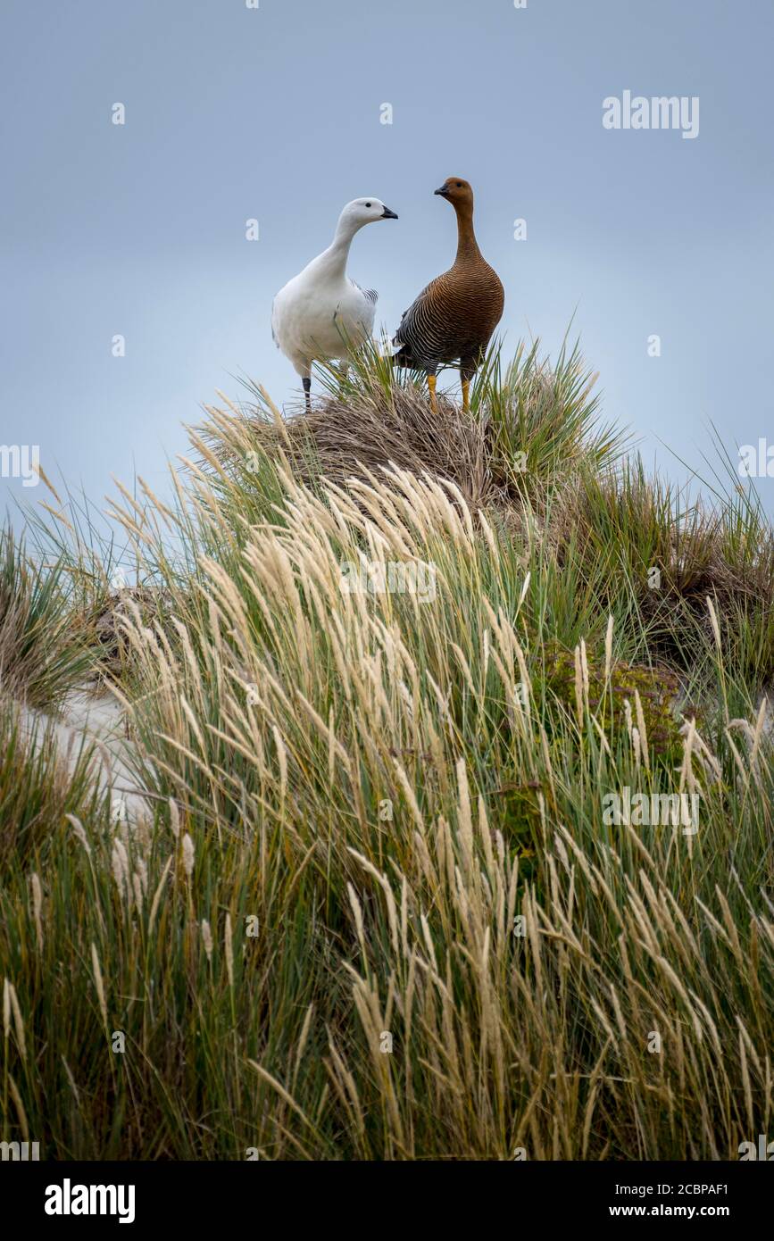 Upland Geese (Chloephaga picta), breeding pair, Carcass Island ...