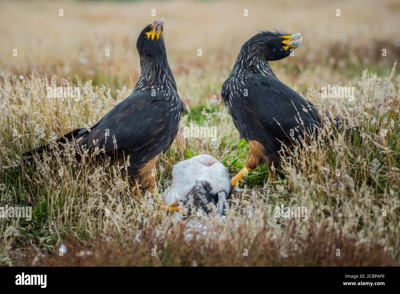 Striated Caracaras (Phalcoboenus australis), also called Johnny Rook ...