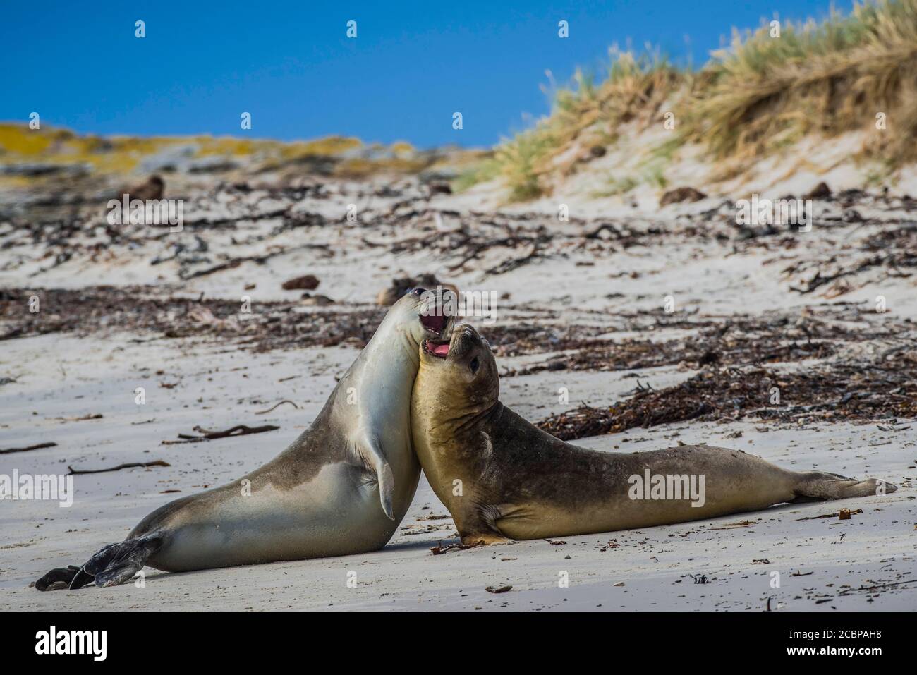 Aggression and competition by animals hi-res stock photography and ...