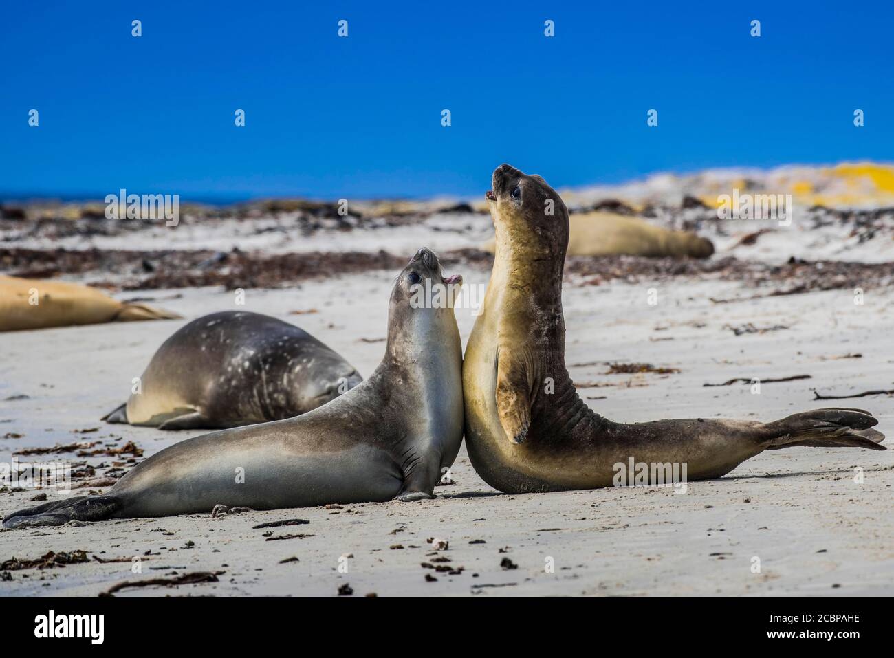 Southern elephant seal (Mirounga leonina), two adolescent animals ...