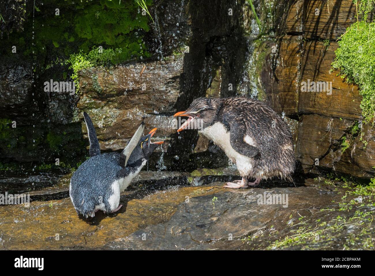 Southern Rockhopper Penguins (Eudyptes chrysocome) arguing at a ...