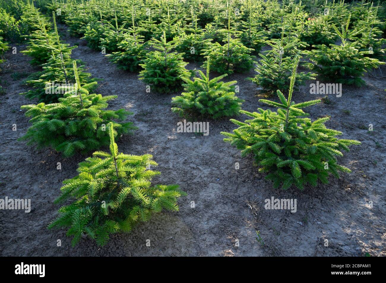 Afforestation and reforestation hi-res stock photography and images - Alamy