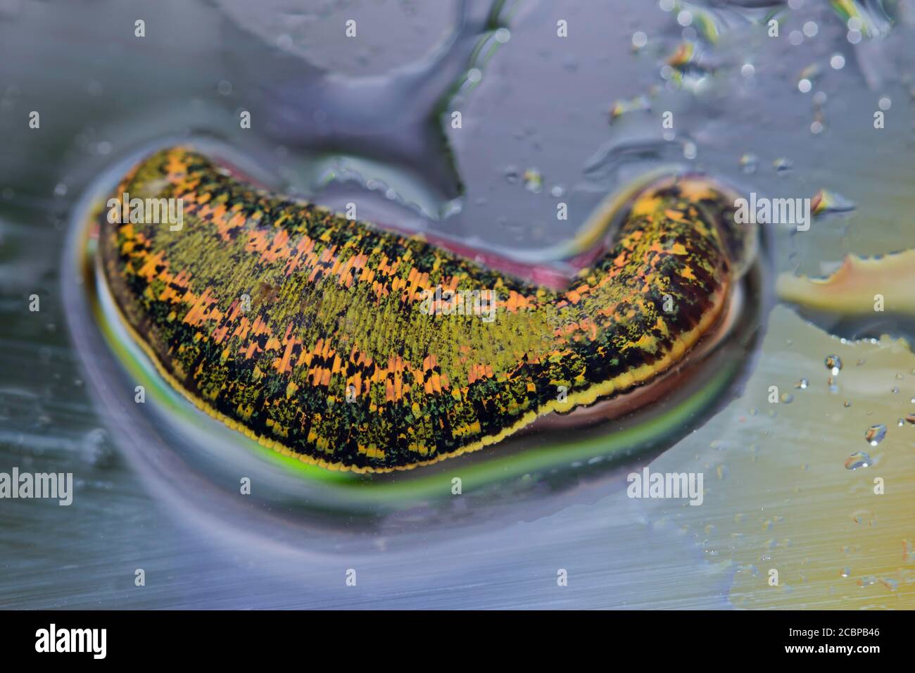 Medicinal leech (Hirudo medicinalis), Berlin, Germany Stock Photo - Alamy