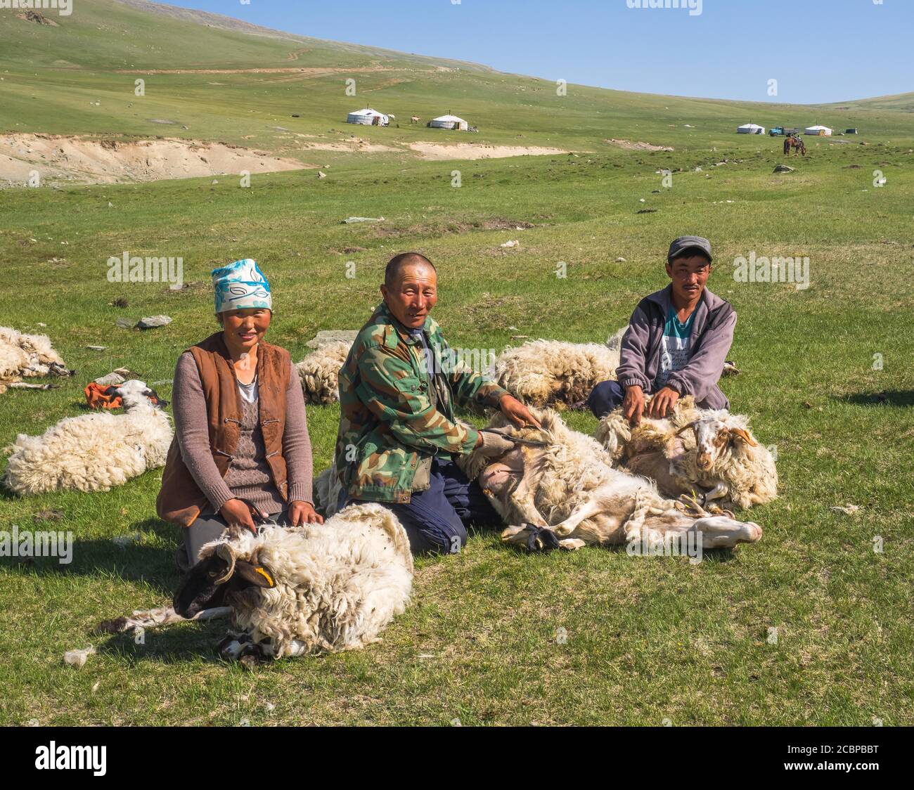 Shepherds shearing sheep, Uvs aimag, Mongolia Stock Photo - Alamy