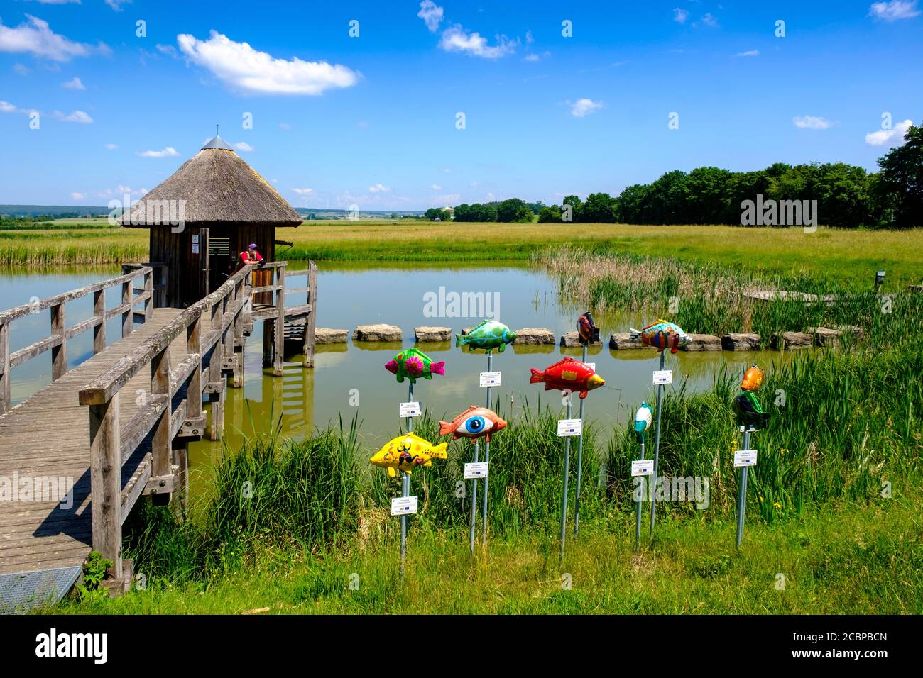 Fish ponds hi-res stock photography and images - Alamy