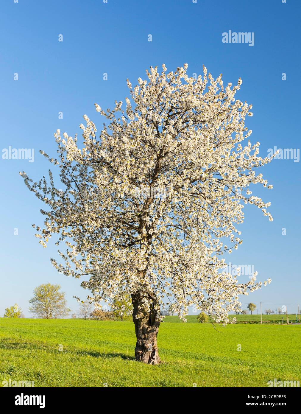 Individual Cherry tree (Prunus) in bloom, Meissen, Saxony, Germany ...