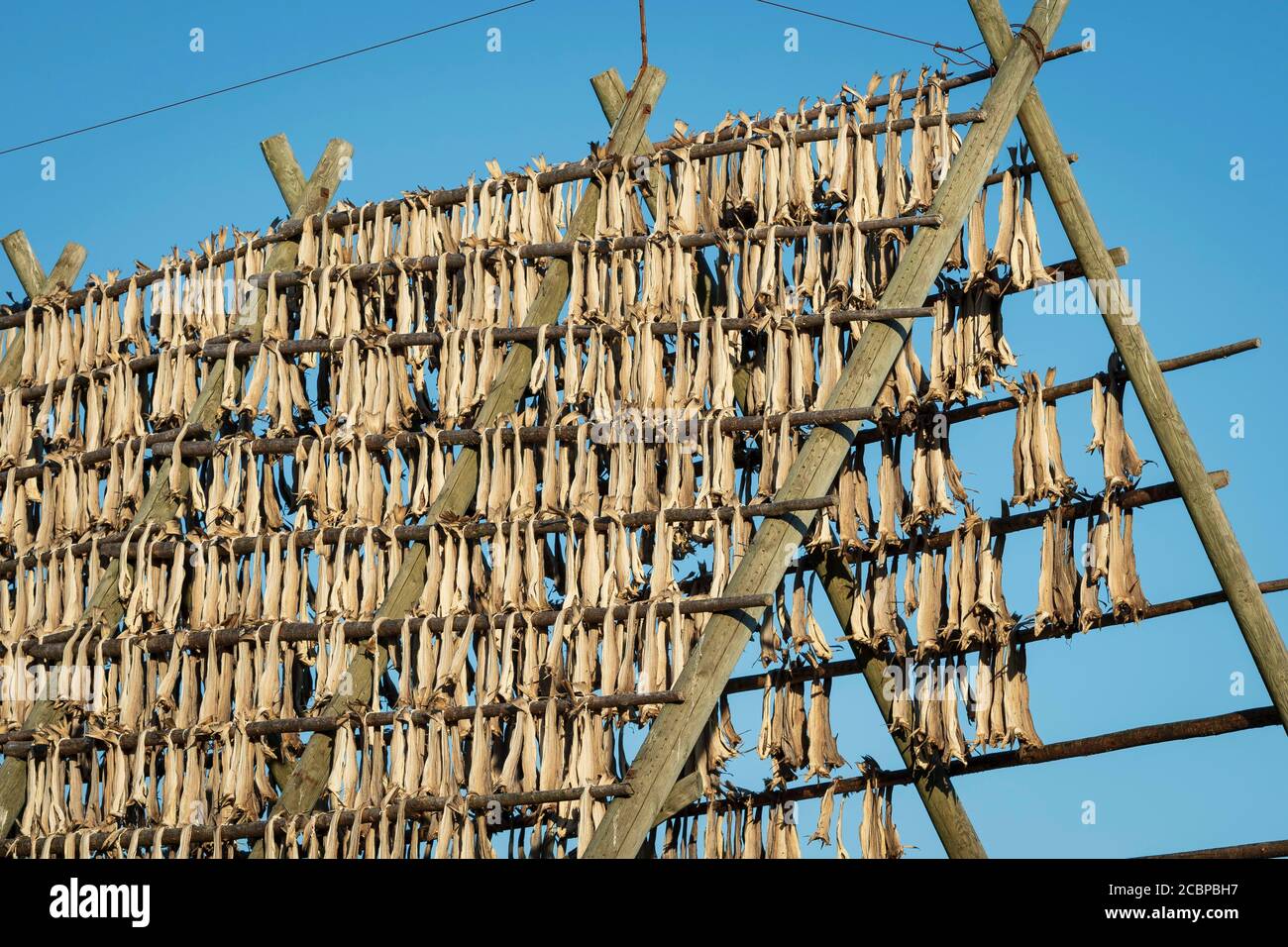 Stockfish on drying rack made of wood, cod, cod, skrei, codfish ...