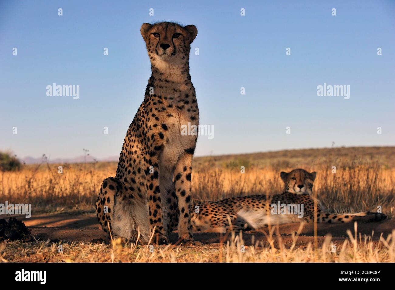 Cool Cheetahs