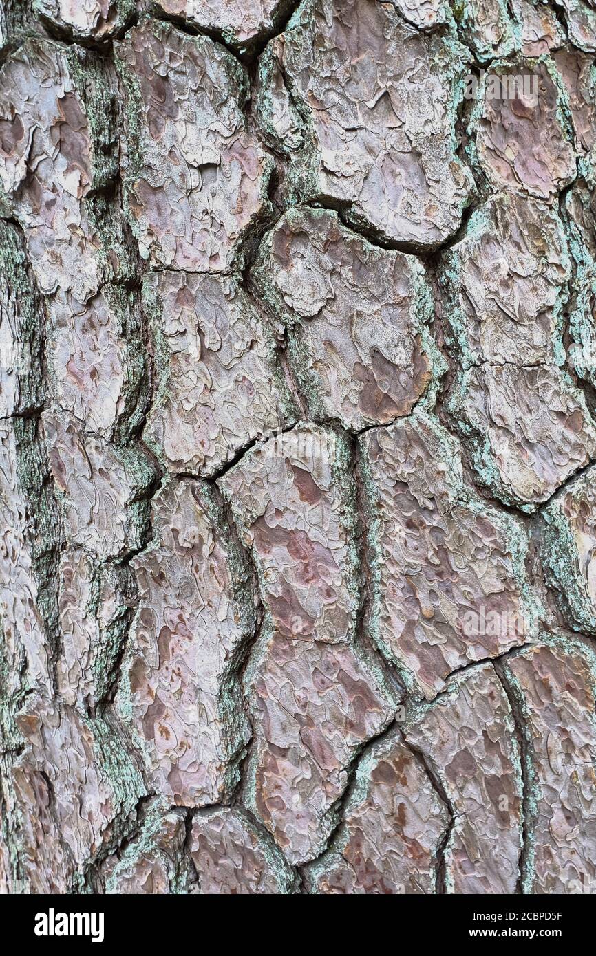 The identity of the autumn tree bark Stock Photo - Alamy