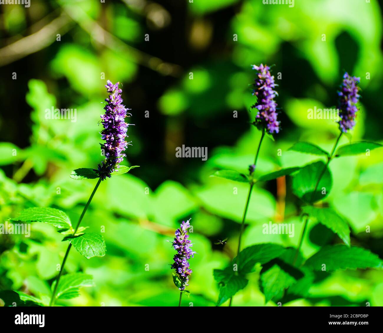Purple flowers in Duck Mountain Provincial Park in Manitoba, Canada ...
