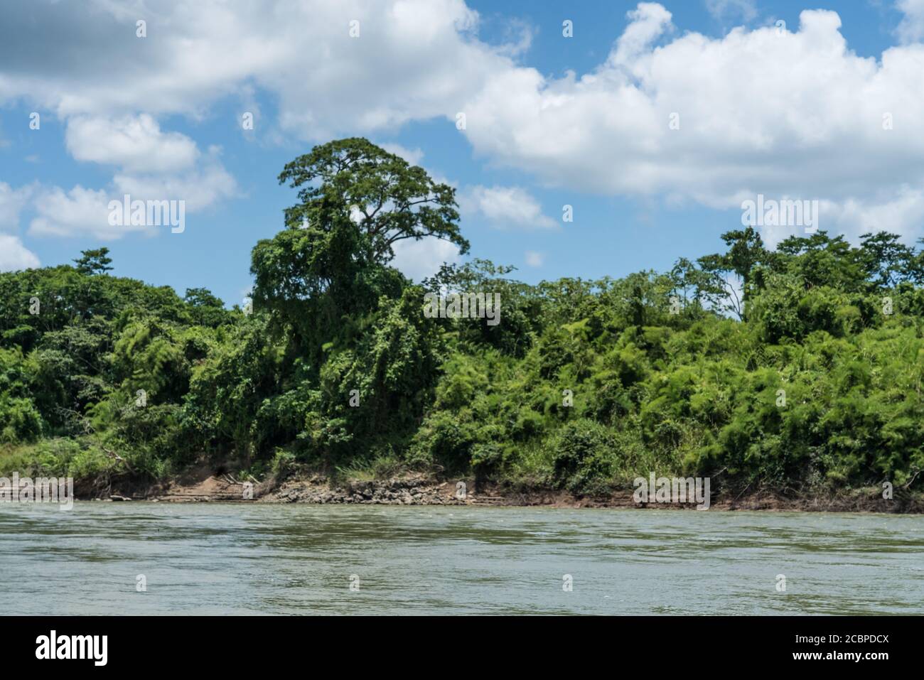 A large ceiba tree, the Tree of Life in Mayan mythology, on the ...