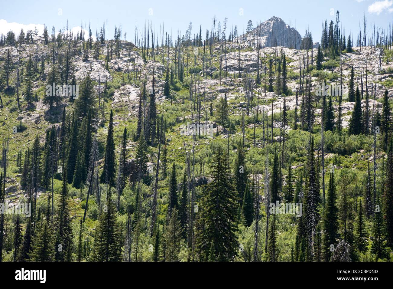 Payette national forest hi-res stock photography and images - Alamy