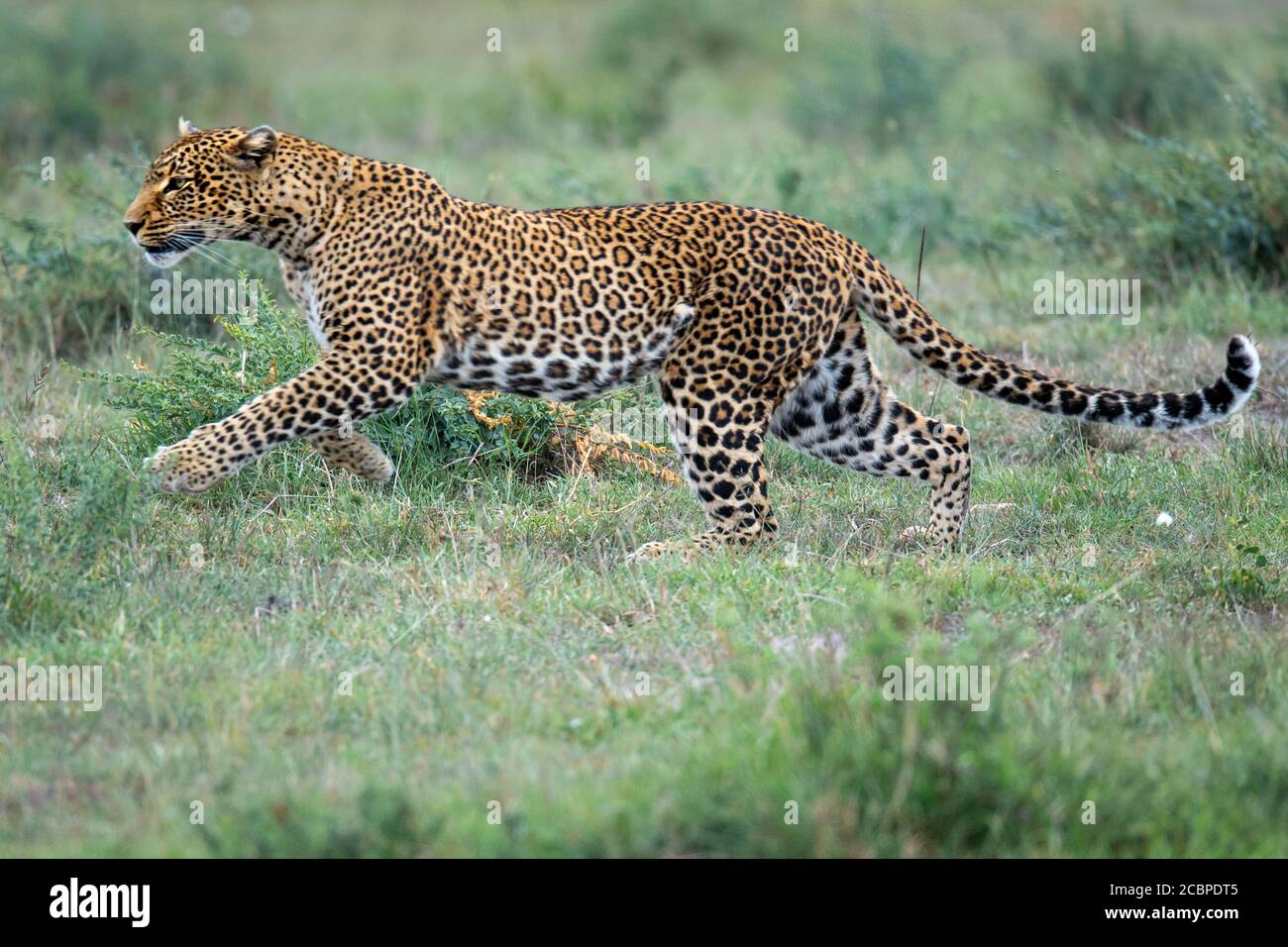 Leopard (Panthera pardus) stalking prey in Masai Mara, Kenya Stock ...
