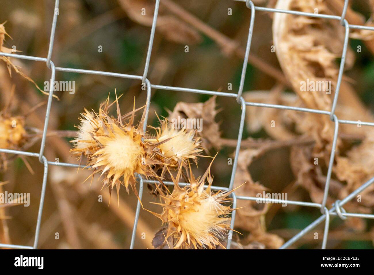 Metal thorns hi-res stock photography and images - Alamy