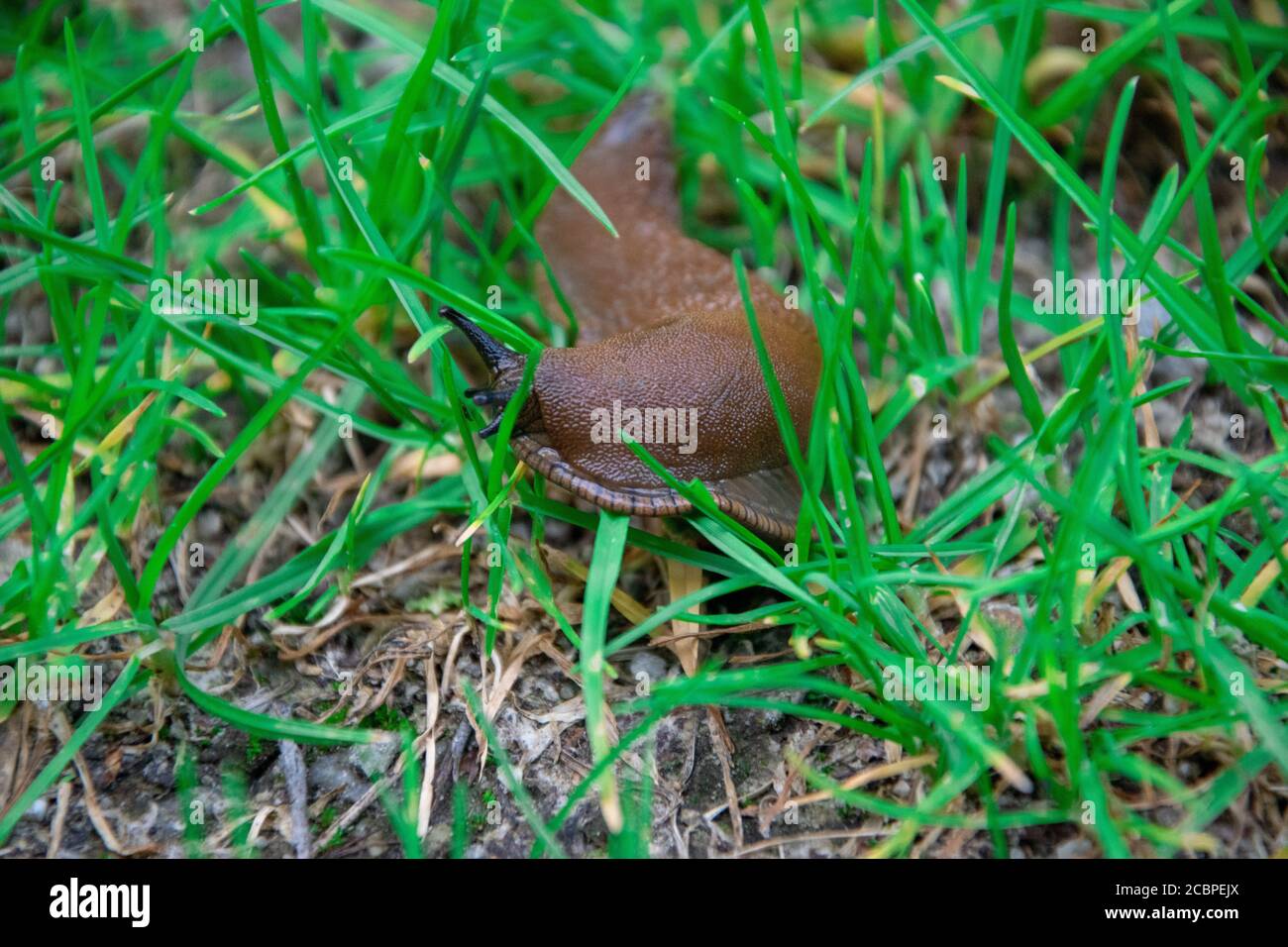 Slug anatomy hi-res stock photography and images - Alamy