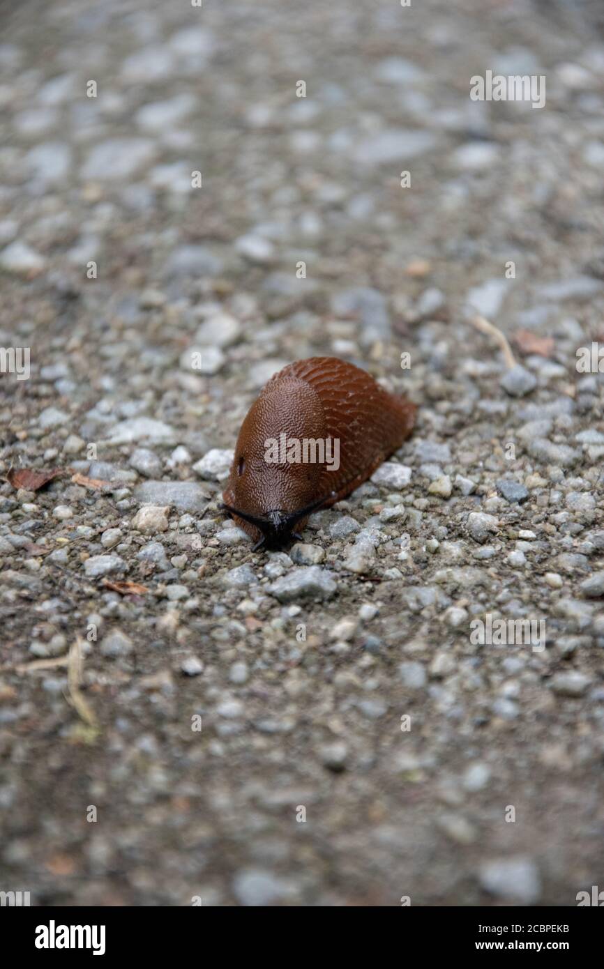 Slug anatomy hi-res stock photography and images - Alamy