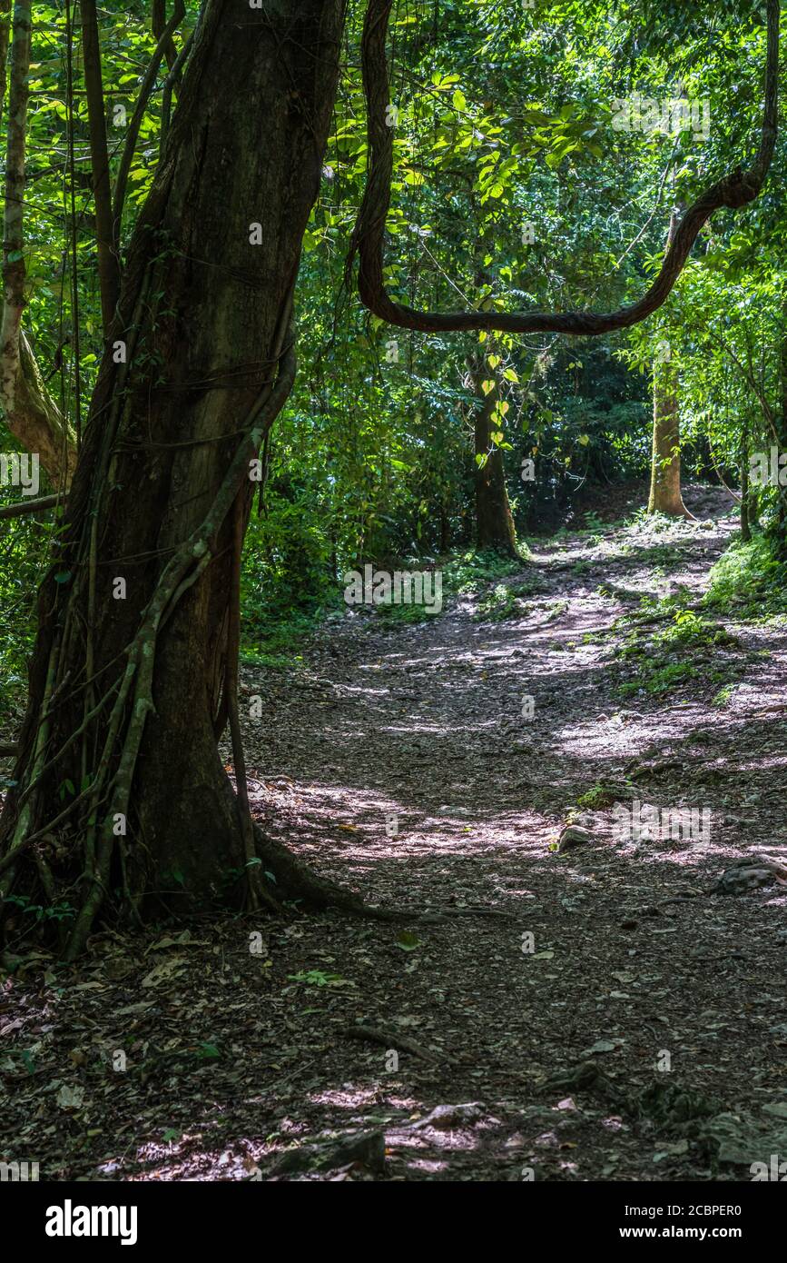 The trail through the jungle to the ruins of the Mayan city of ...